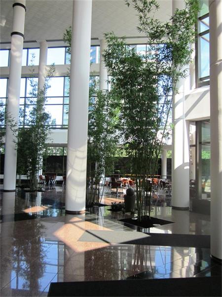 Indoor Atriums Projects | John Mini Distinctive Landscapes